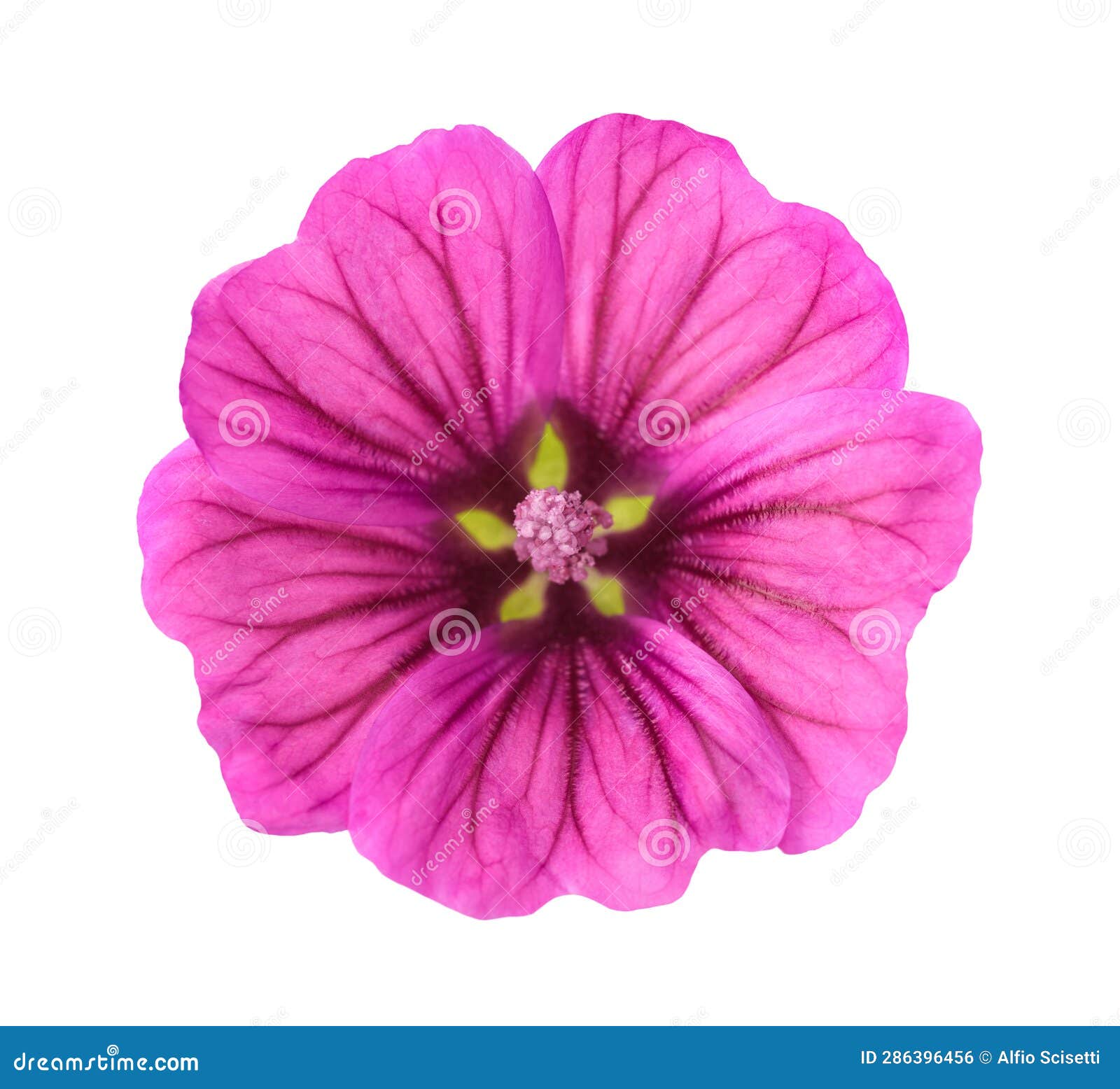Mallow flower head stock photo. Image of blossom, malva - 286396456