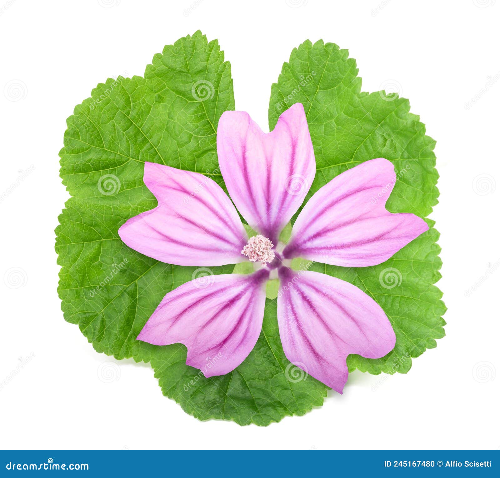 Mallow flower with leaf stock photo. Image of malva - 245167480