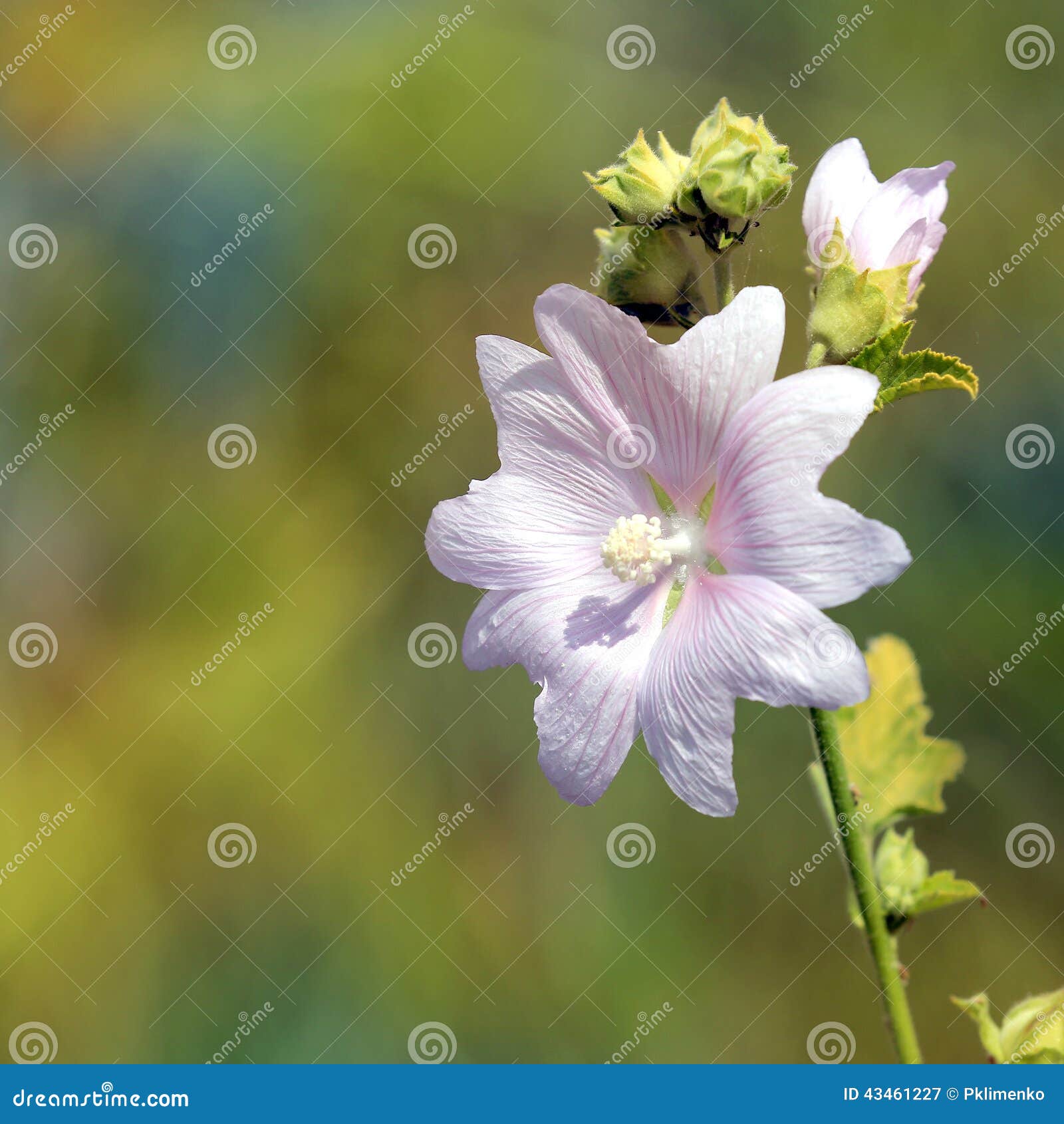 Mallow flower stock image. Image of single, garden, beautiful - 43461227