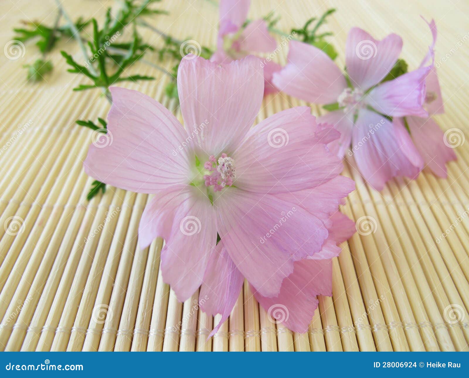 Mallow flowers stock photo. Image of healing, flowers - 28006924