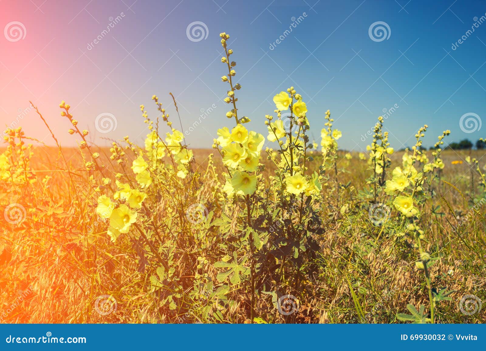 Mallow flowers stock photo. Image of summer, beautiful - 69930032