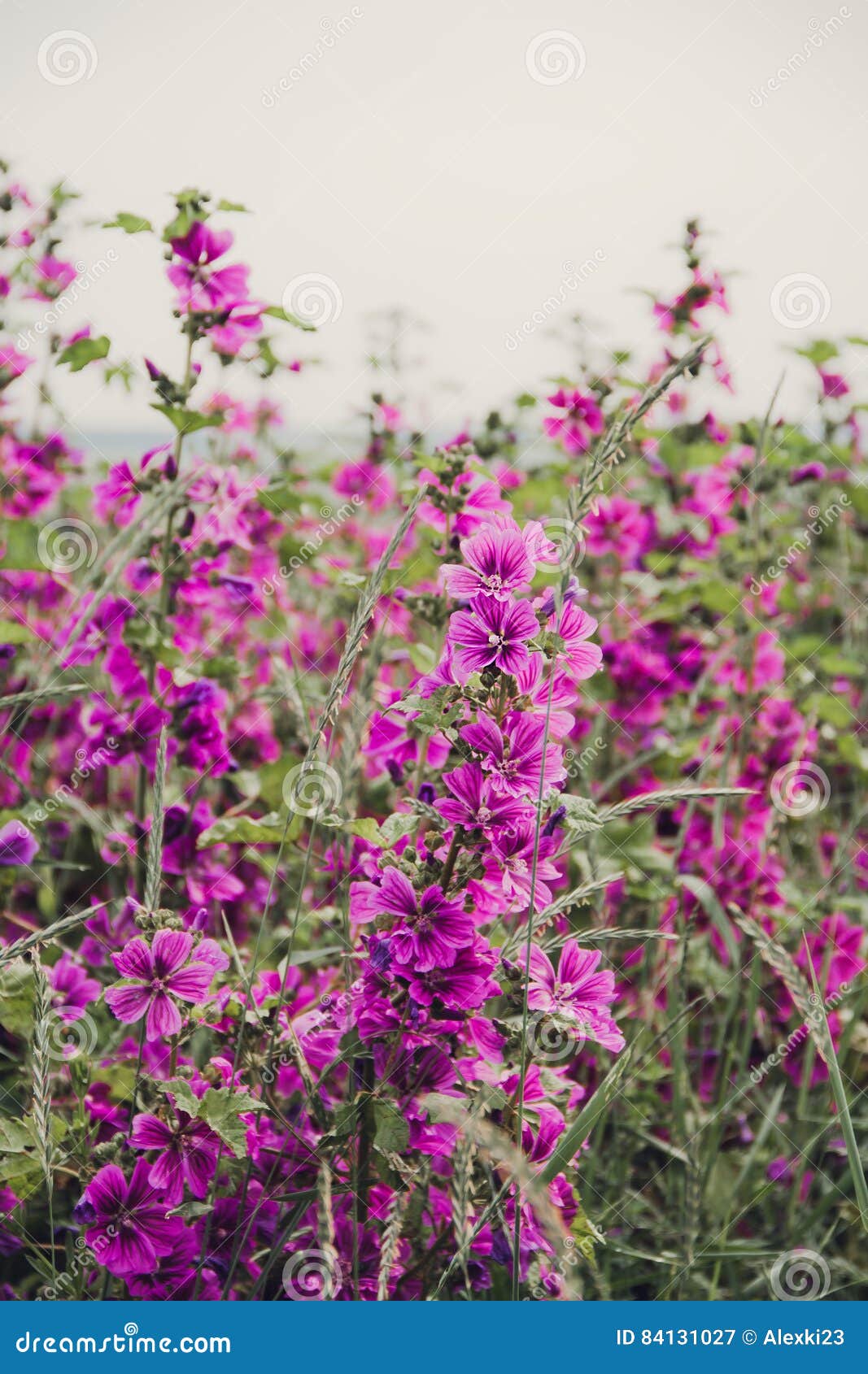 Mallow flowers stock image. Image of field, plants, flowers - 84131027