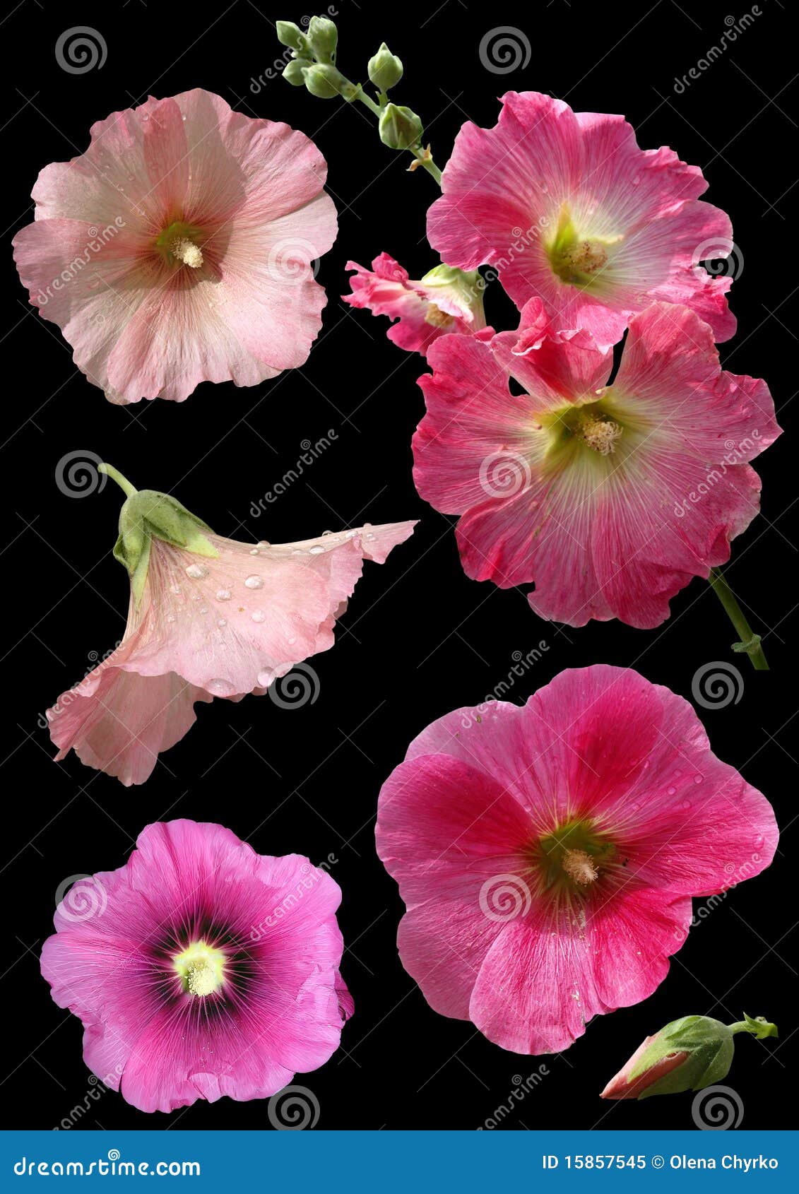 Mallow Collage Stock Photos - Free & Royalty-Free Stock Photos from ...