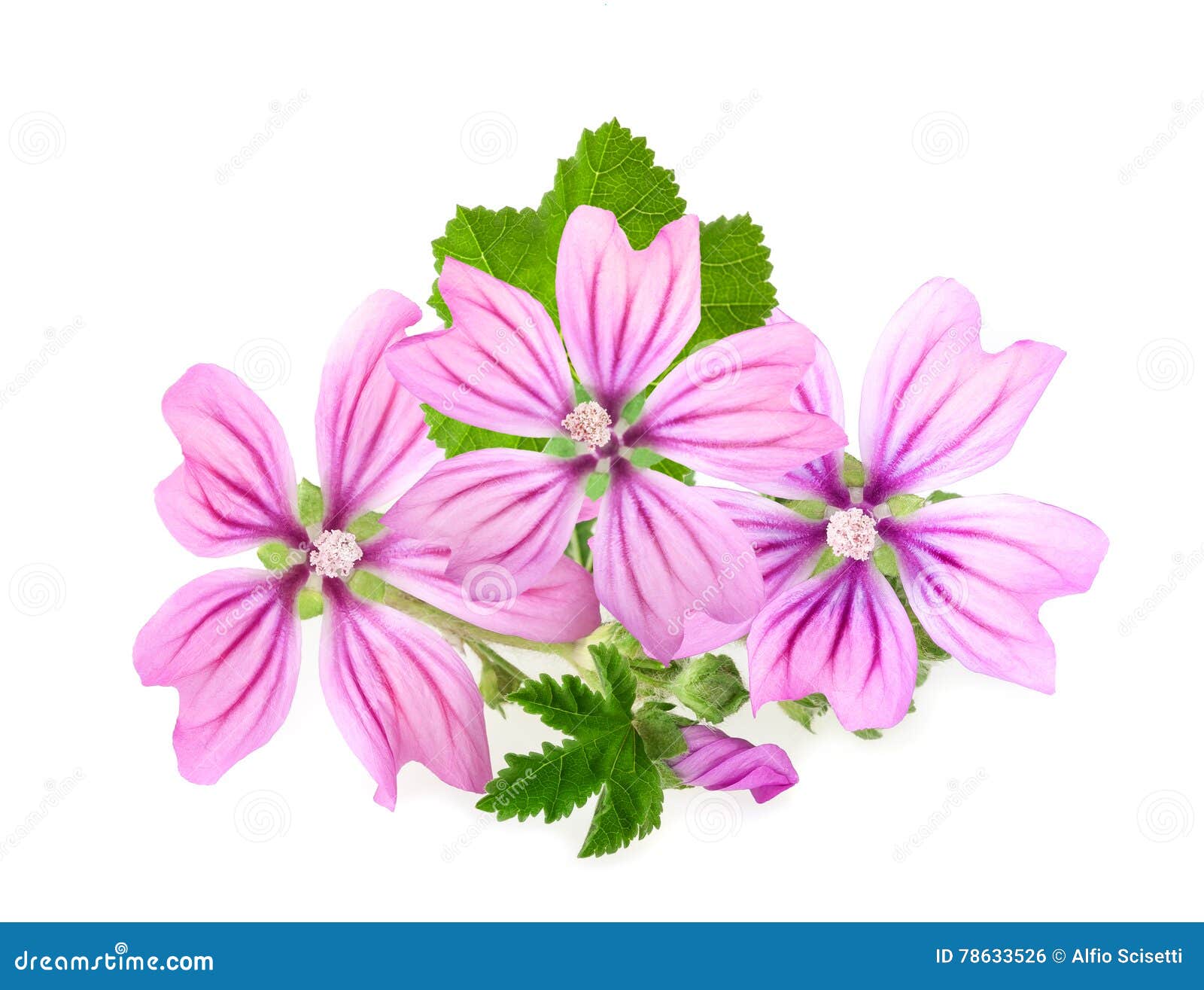 Mallow flowers stock photo. Image of petals, blossom - 78633526