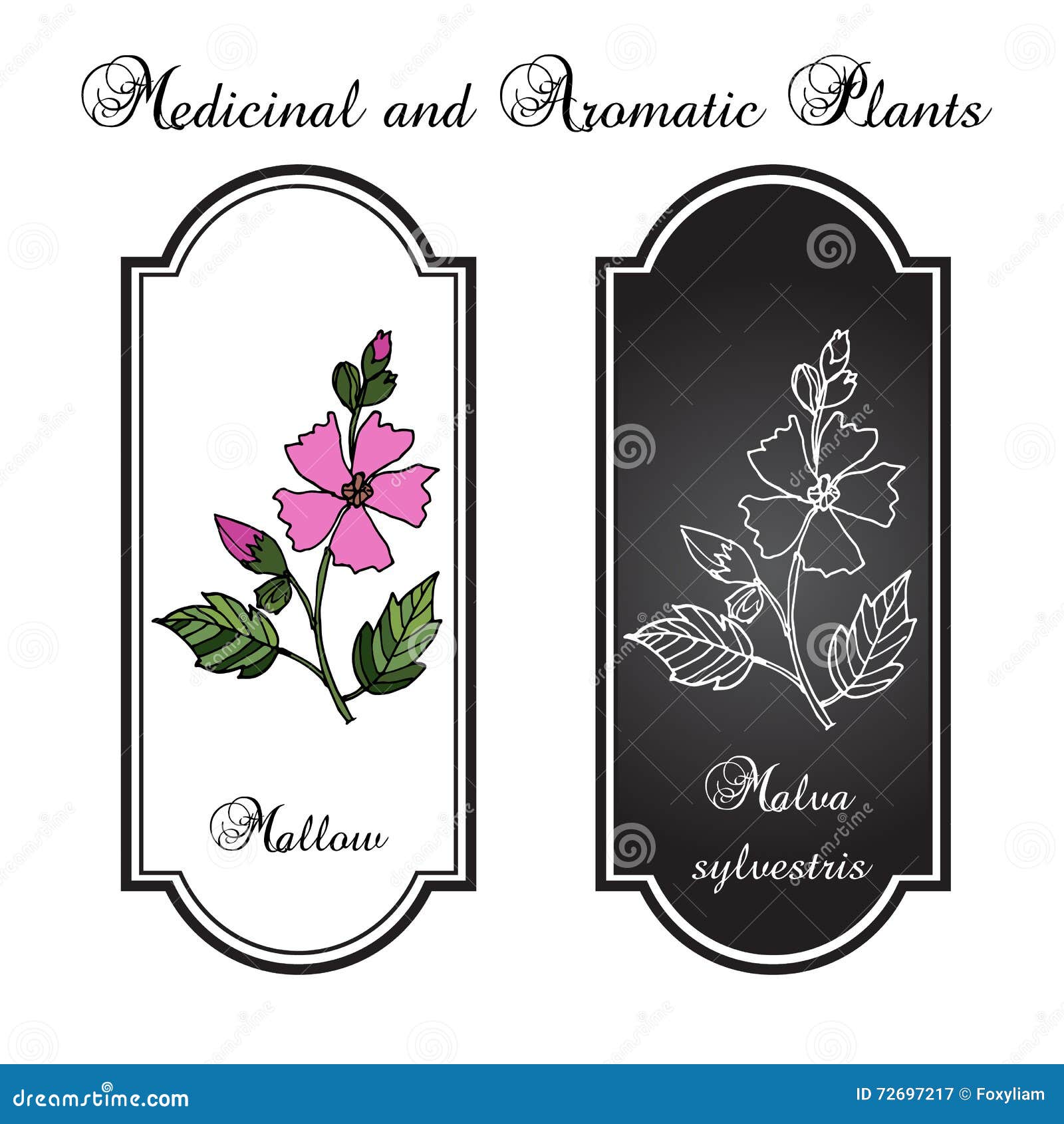 Mallow flowers stock vector. Illustration of high, mallow - 72697217