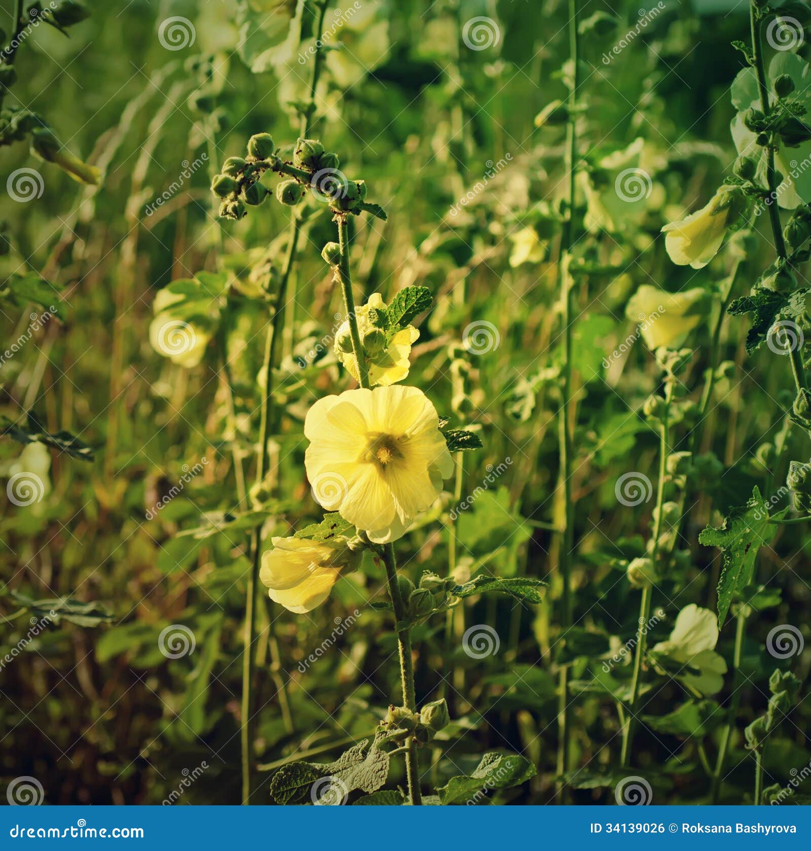 Mallow flowers stock photo. Image of malva, grow, garden - 34139026