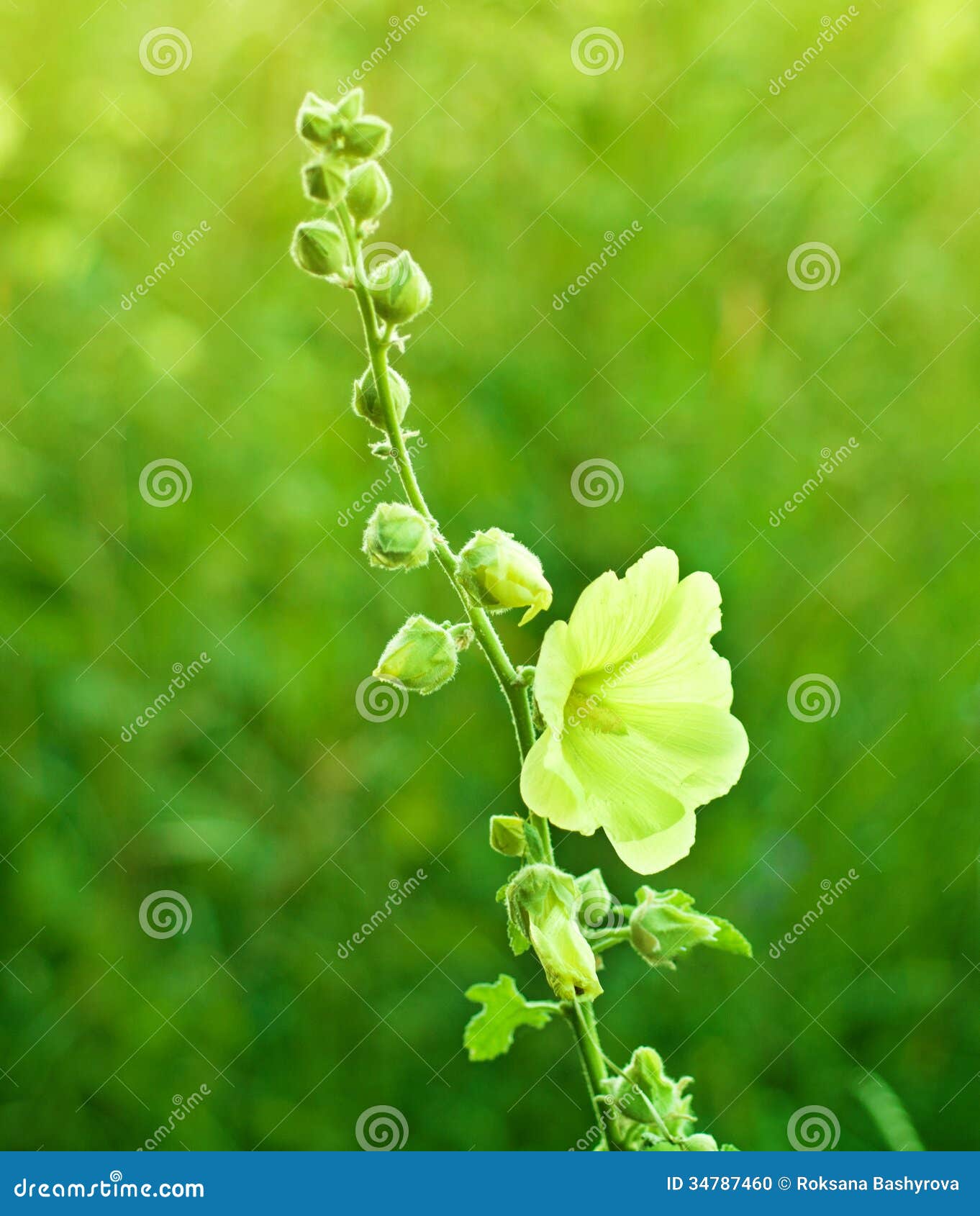 Mallow flowers stock photo. Image of botany, bloom, nature - 34787460