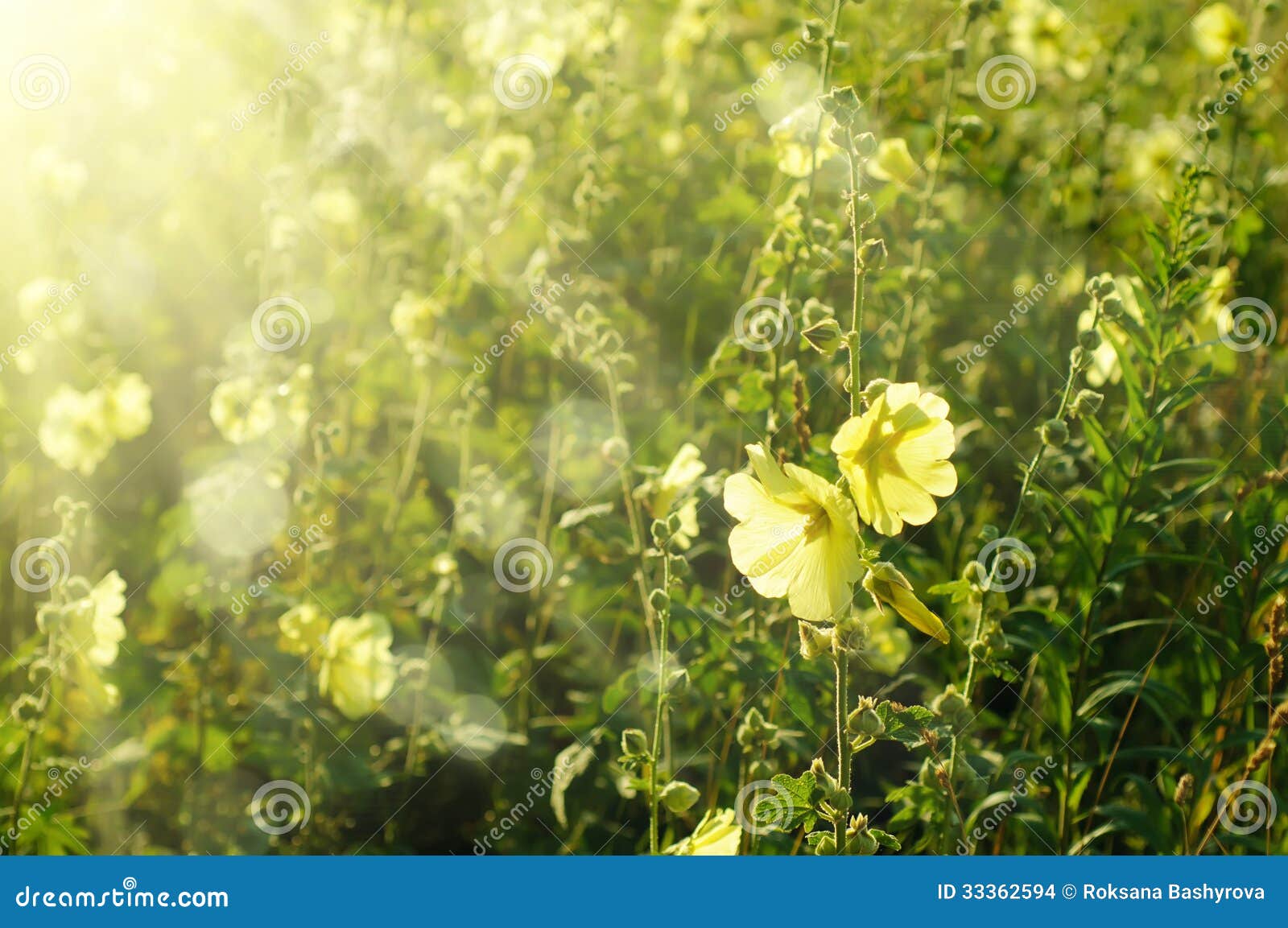 Mallow flowers stock photo. Image of park, hollyhock - 33362594
