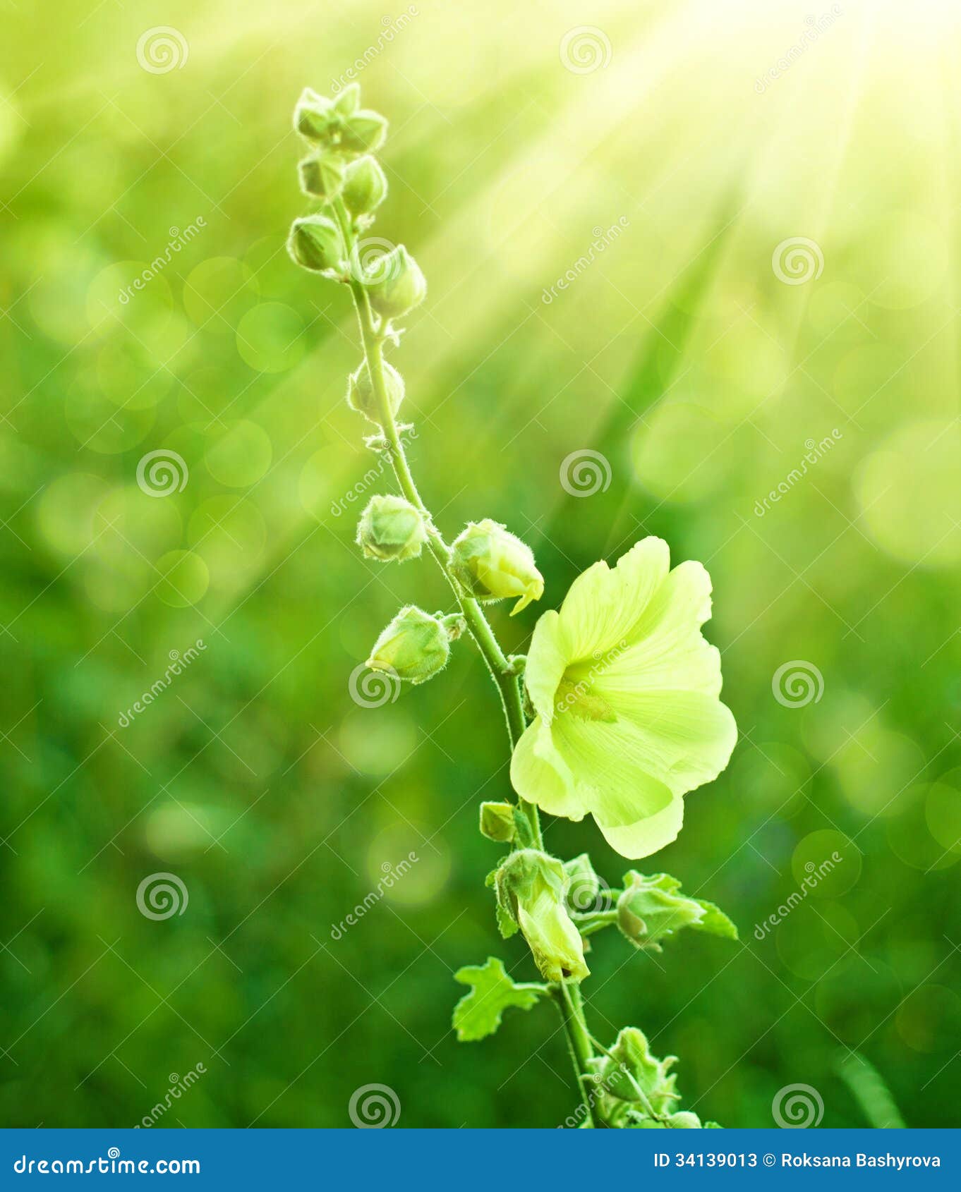 Mallow flowers stock image. Image of meadow, floral, growing - 34139013