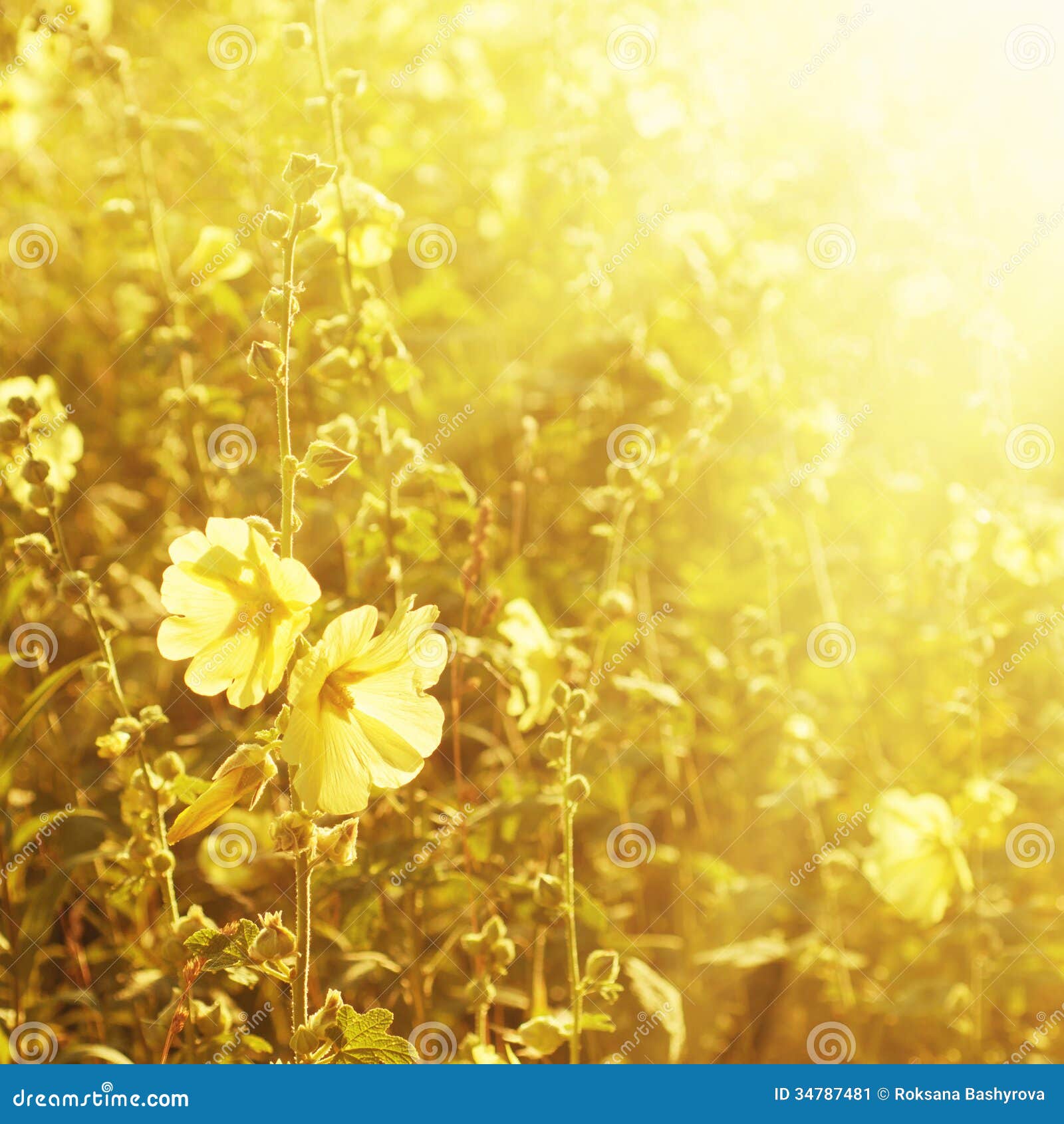 Mallow flowers stock image. Image of blossom, growth - 34787481