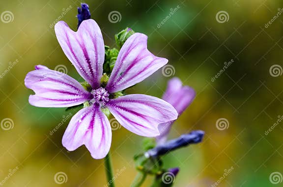 Mallow in the Foreground with Nice Background in Green Color Stock ...