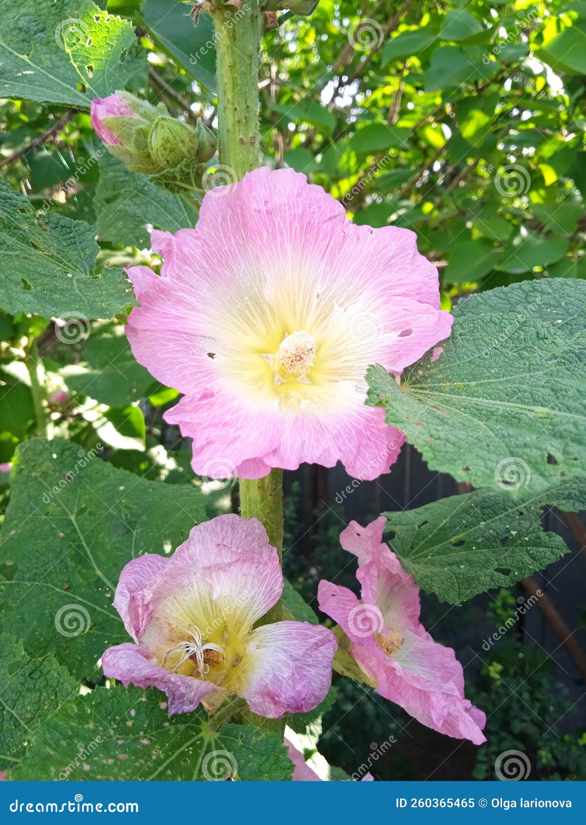 Mallow Growth Grows in the Garden. Stock Image - Image of wildflower ...