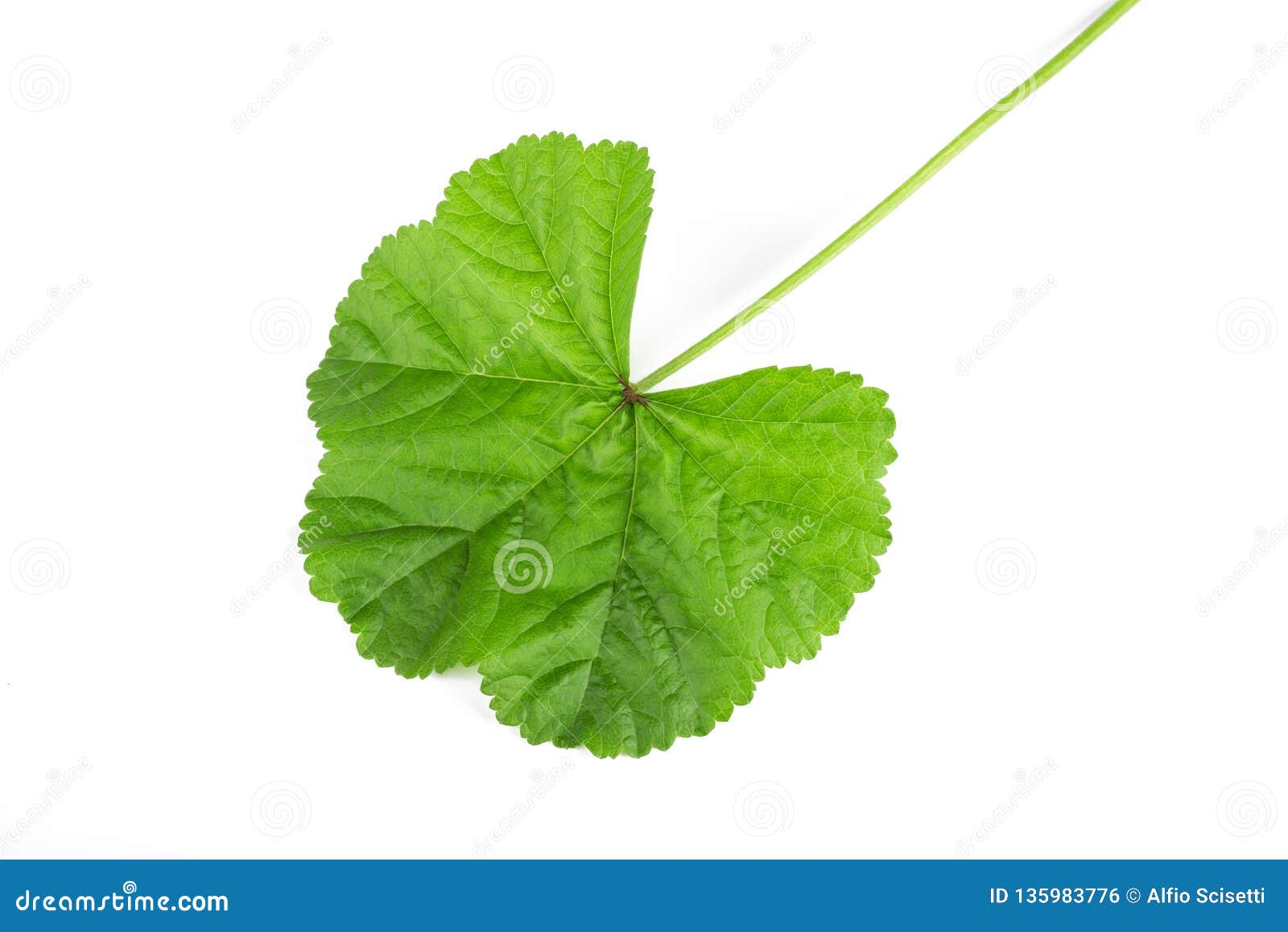 Mallow leaf stock photo. Image of bloom, parviflora - 135983776