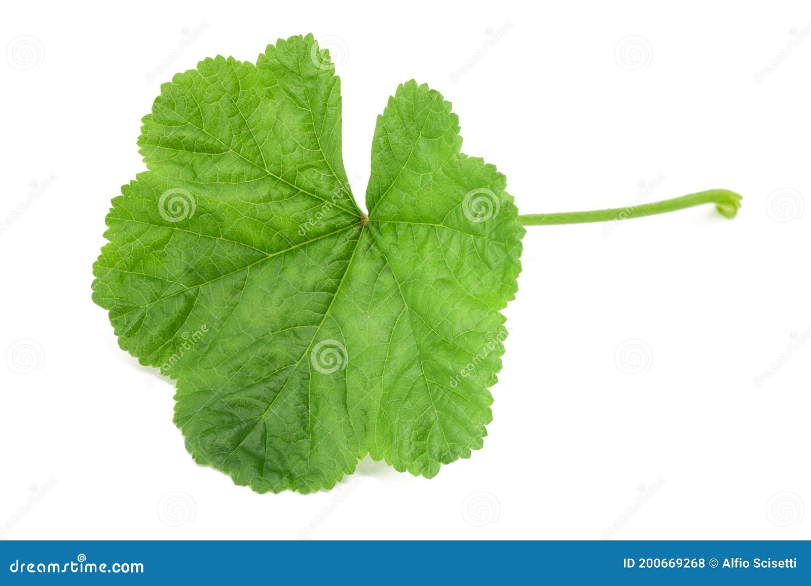 Mallow leaf stock photo. Image of tall, blossoms, green - 200669268