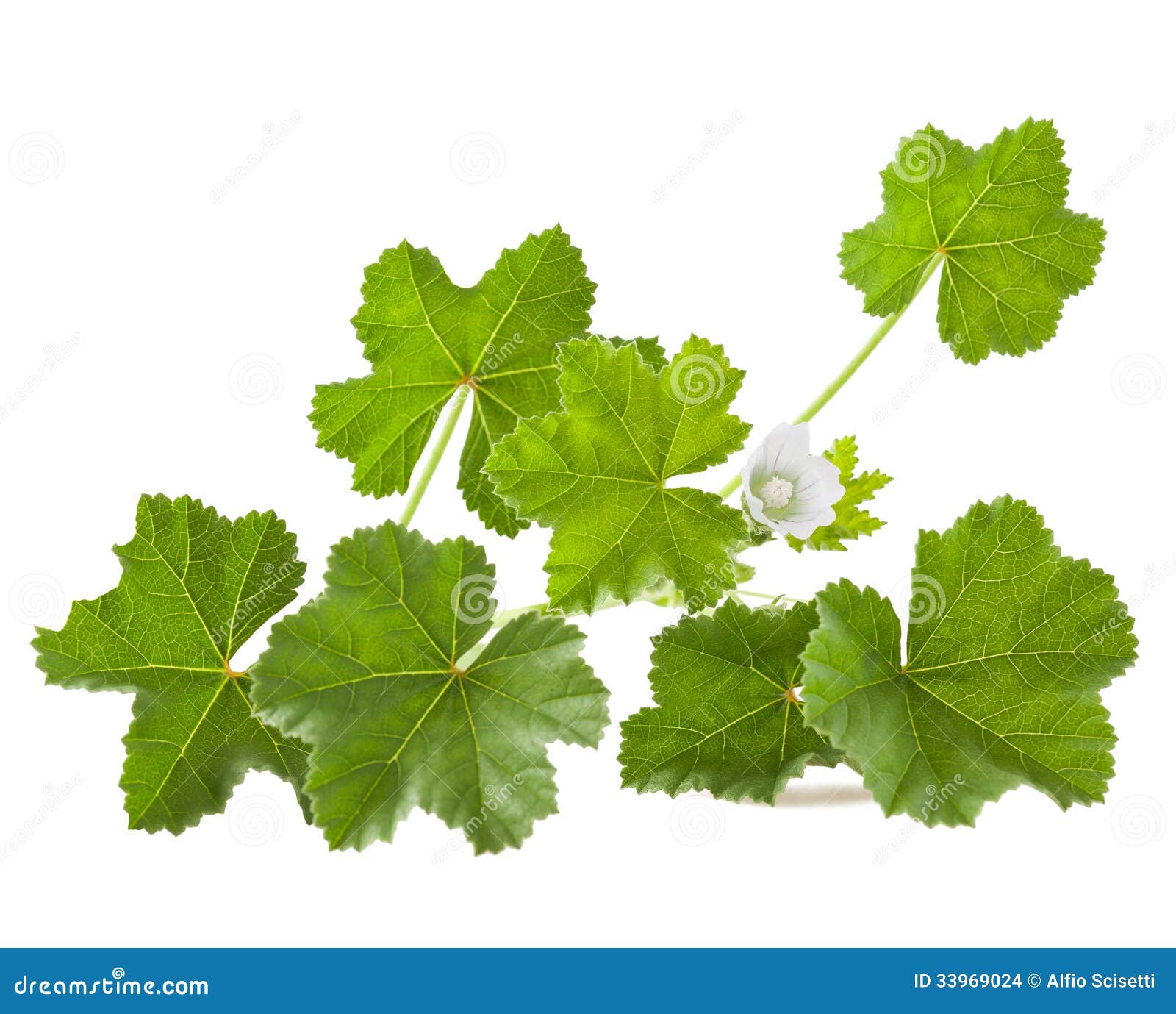 Mallow stock photo. Image of mauve, malva, blooms, botany - 33969024