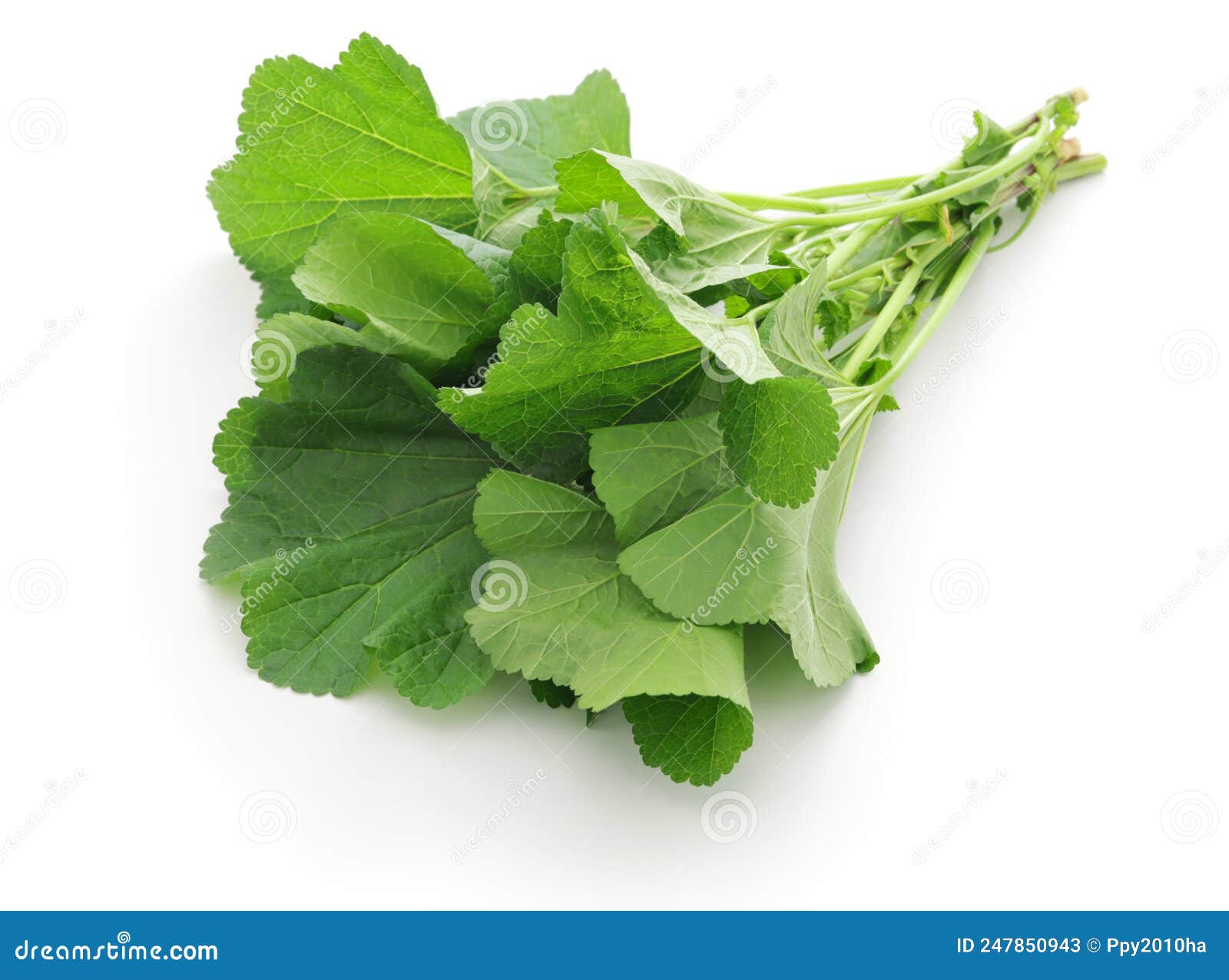 Mallow leaves stock image. Image of gourmet, vegetable - 247850943