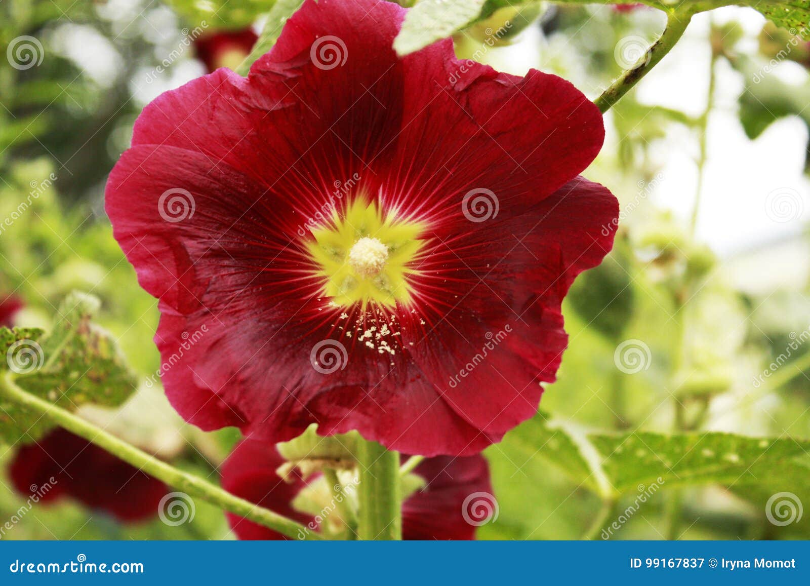 Mallow stock image. Image of blossom, poppy, summer, ukraine - 99167837