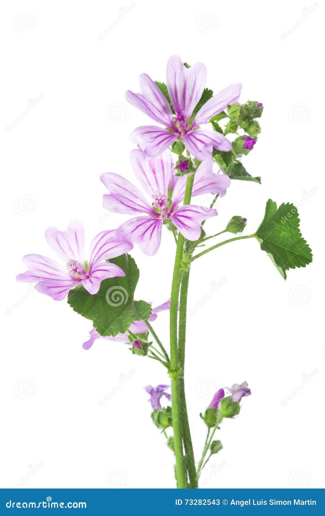 Mallow Or Malva Flowers Isolated On White Stock Image - Image of ...