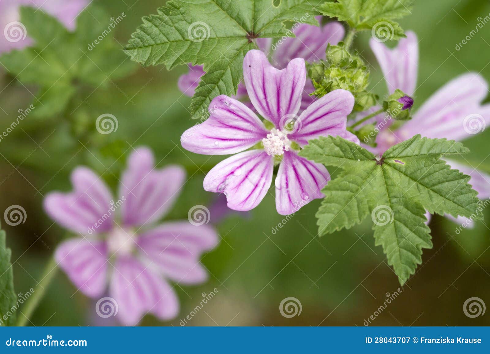 Mallow - Malva sylvestris stock image. Image of floral - 28043707