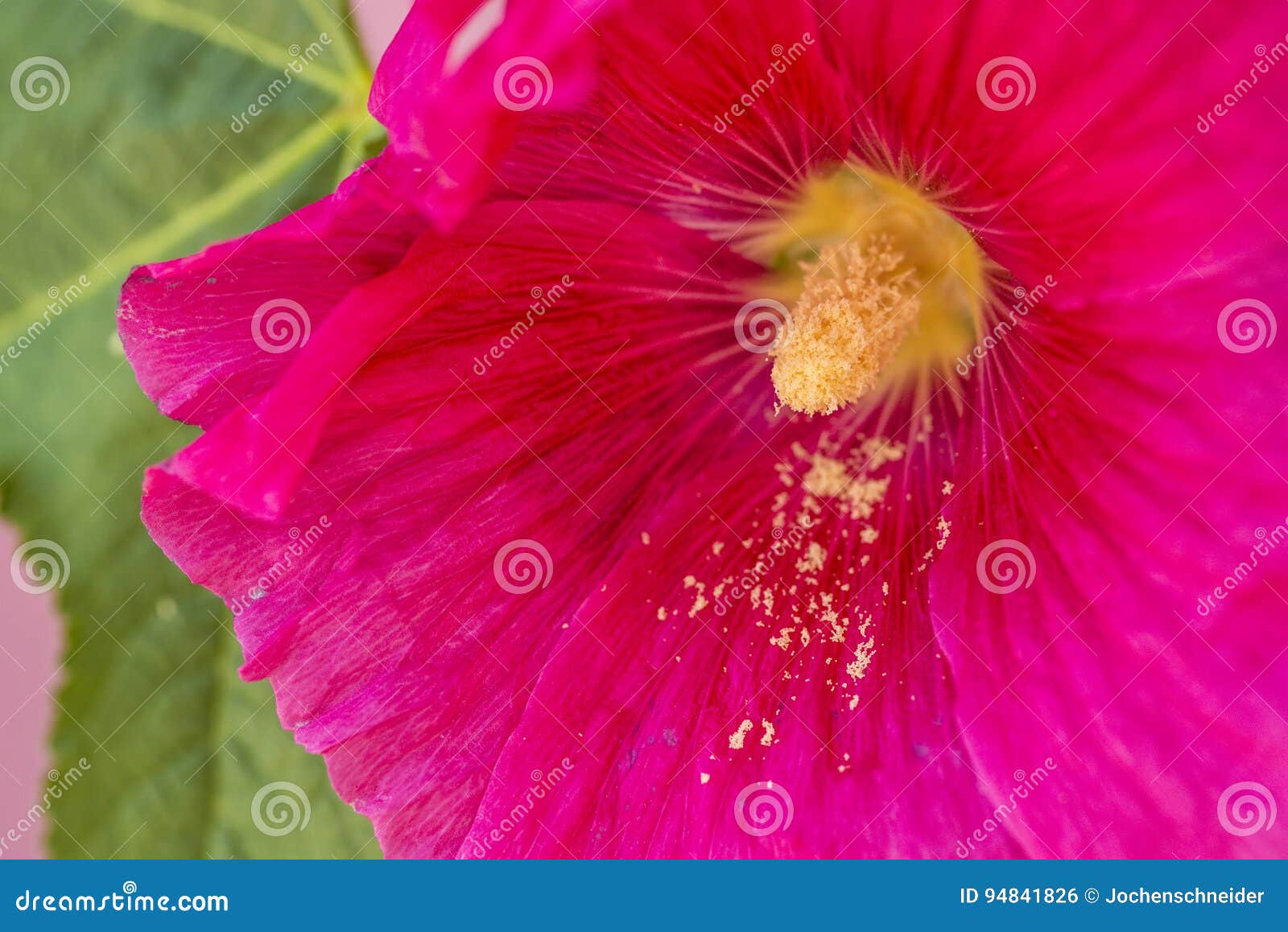 Mallow, Medicinal Plant Flower Stock Photo - Image of nature, plant ...