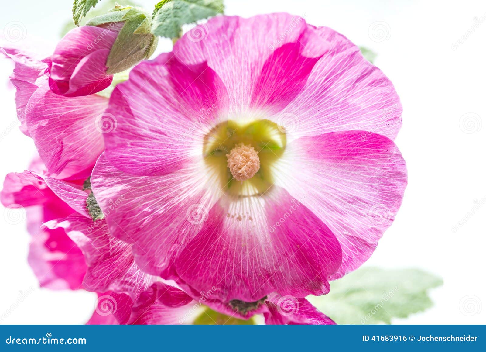Mallow, medicinal plant stock photo. Image of garden - 41683916