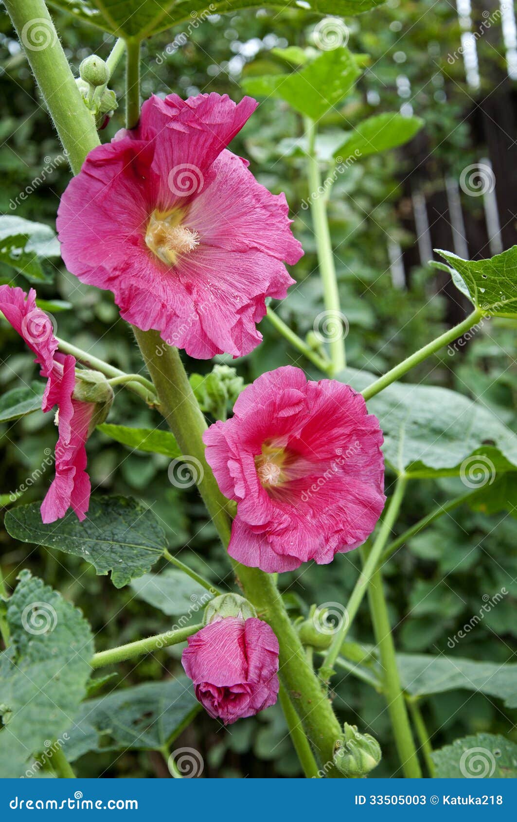 Mallow stock image. Image of closeup, blooming, list - 33505003