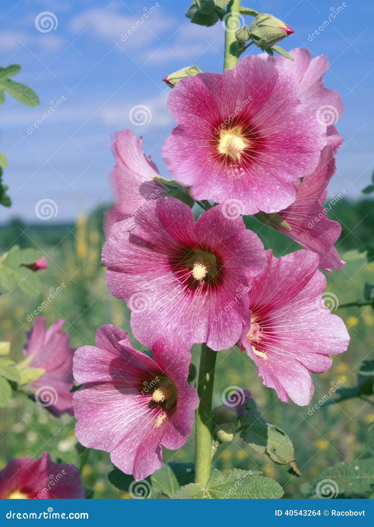 Mallow stock photo. Image of nature, environment, flora - 40543264