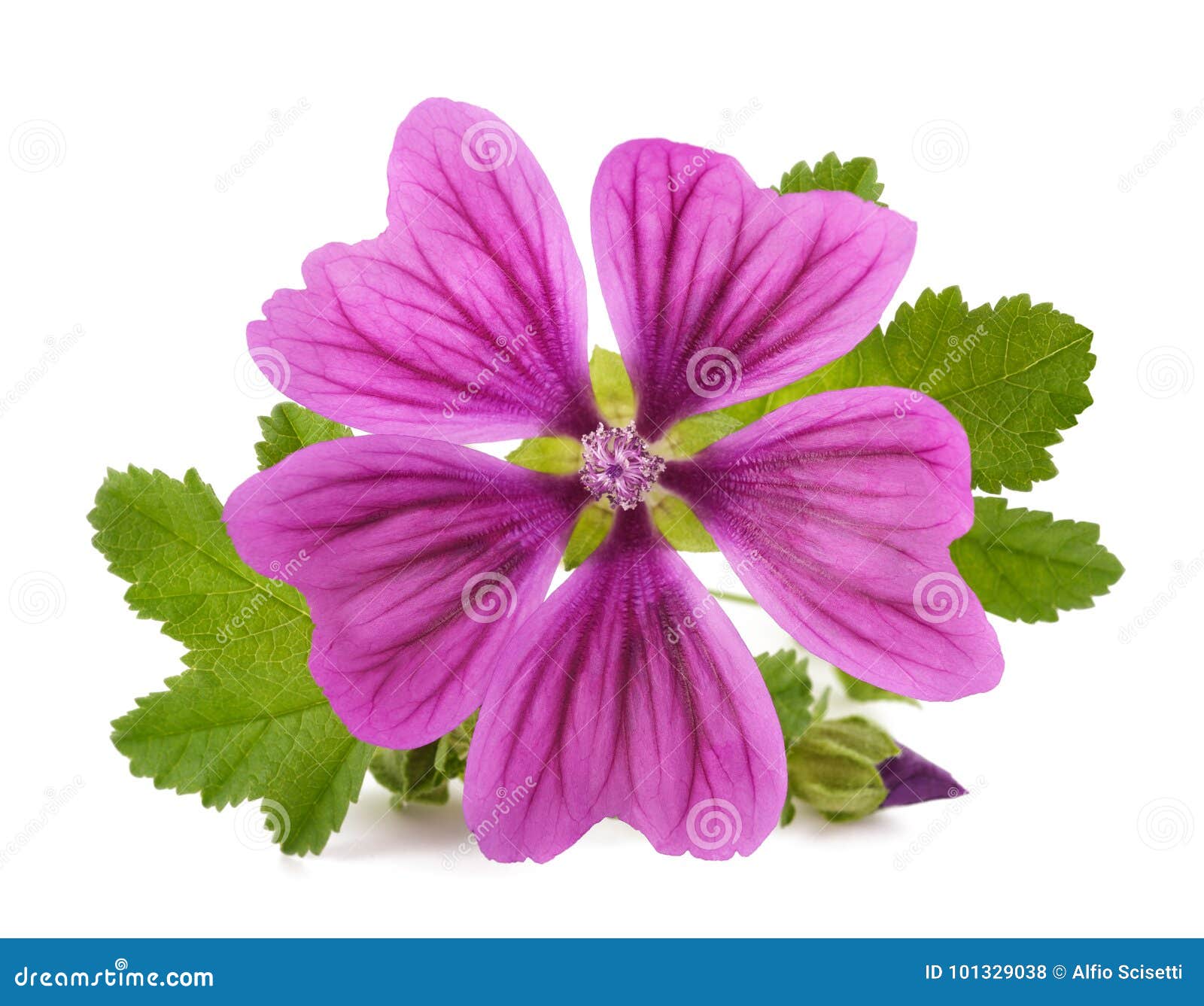 Mallow plant with flower stock photo. Image of flower - 101329038