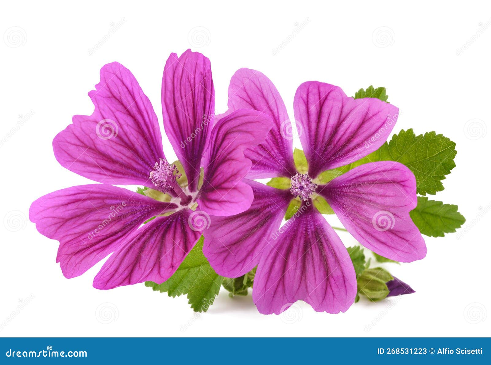 Mallow Plant, Malva Sylvestris - Blue Common Mallow Stock Image ...
