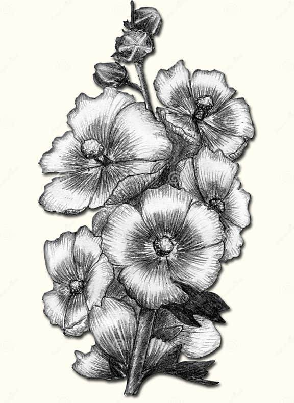 Mallow - sketch isolated stock illustration. Illustration of rosaceae ...