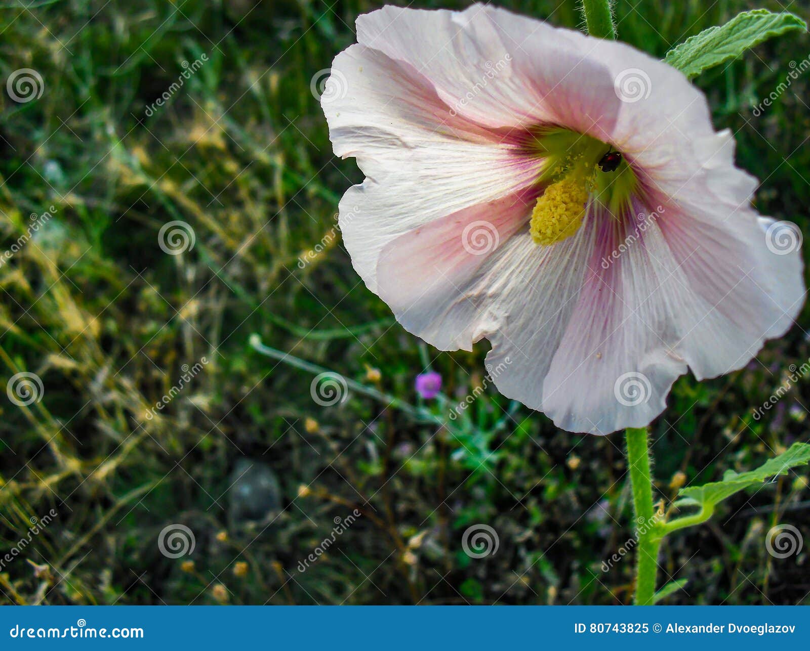 Mallow white wild flower stock image. Image of landscape - 80743825