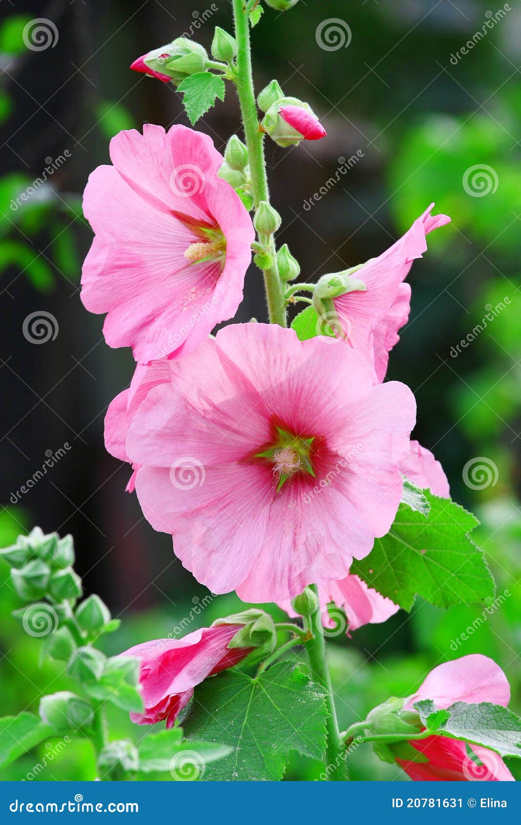 Mallows stock image. Image of gardens, lavatera, pink - 20781631