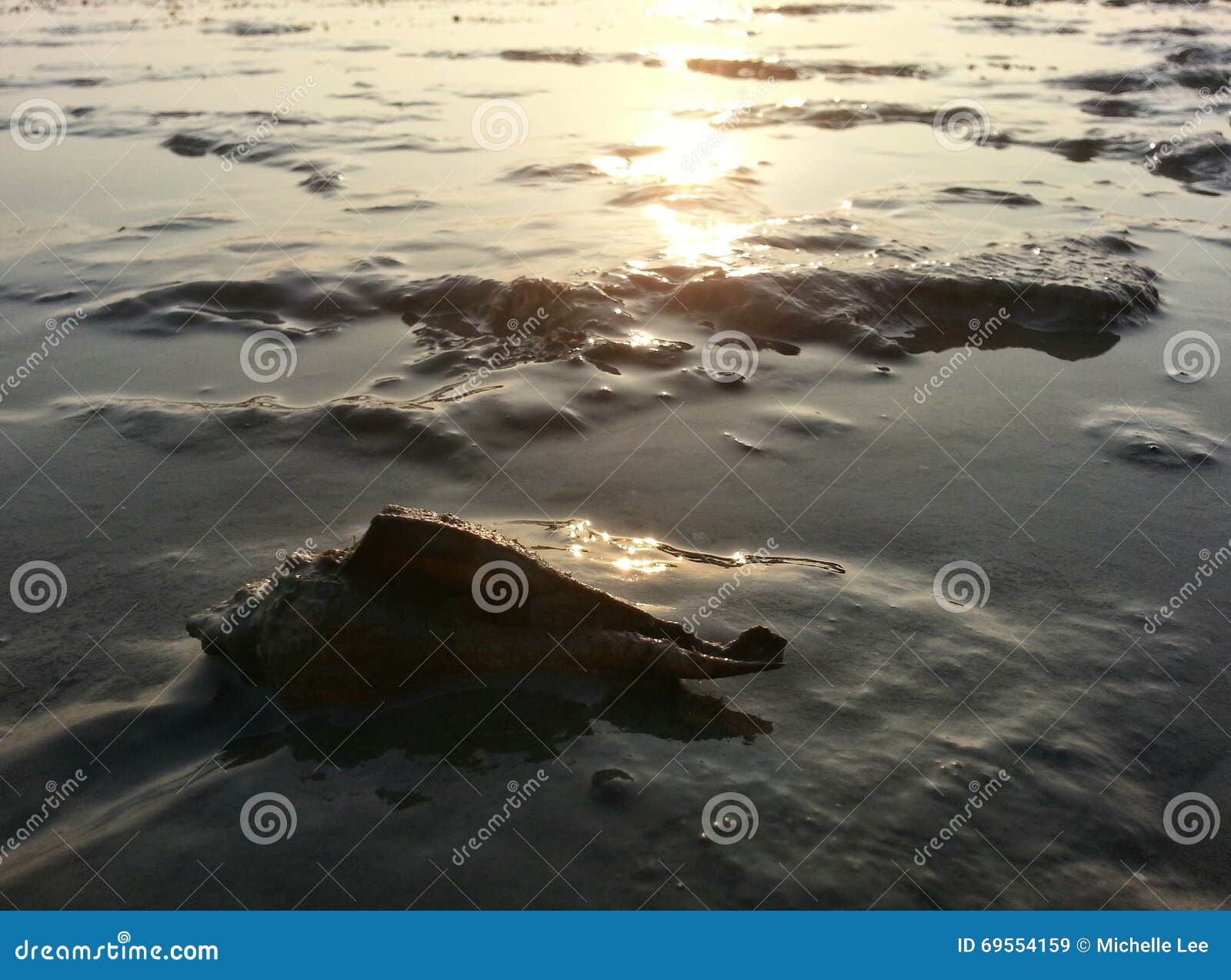 Melongena Sea Shell on Muddy Shore Stock Image - Image of shore ...