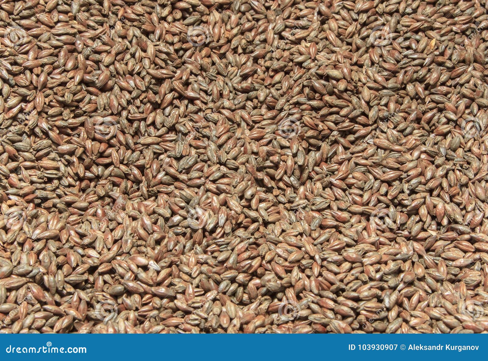 Malt Background. Ingredient Beer. Stock Image - Image of malted, barley ...