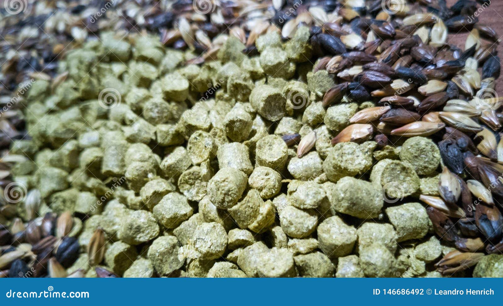 Malt and Barley for Craft Beer Manufacturing Stock Photo - Image of ...