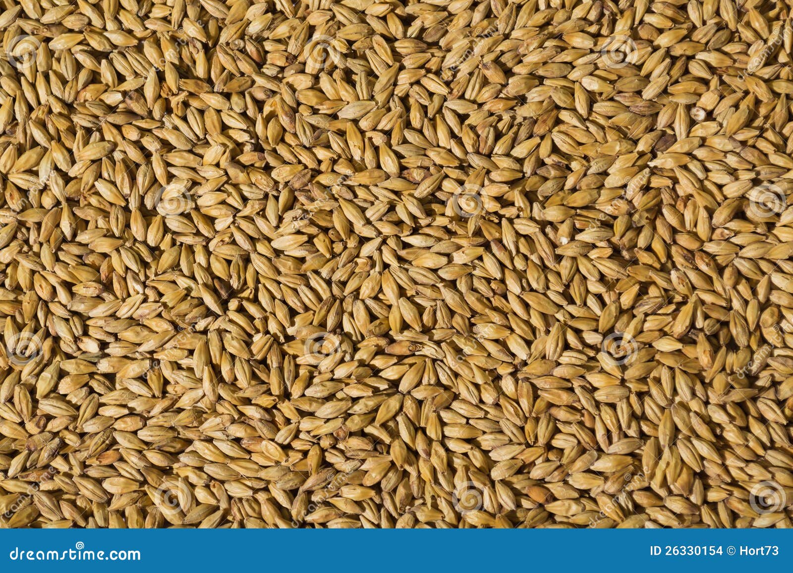 Malt d'orge photo stock. Image du céréale, texture, texturisé - 26330154