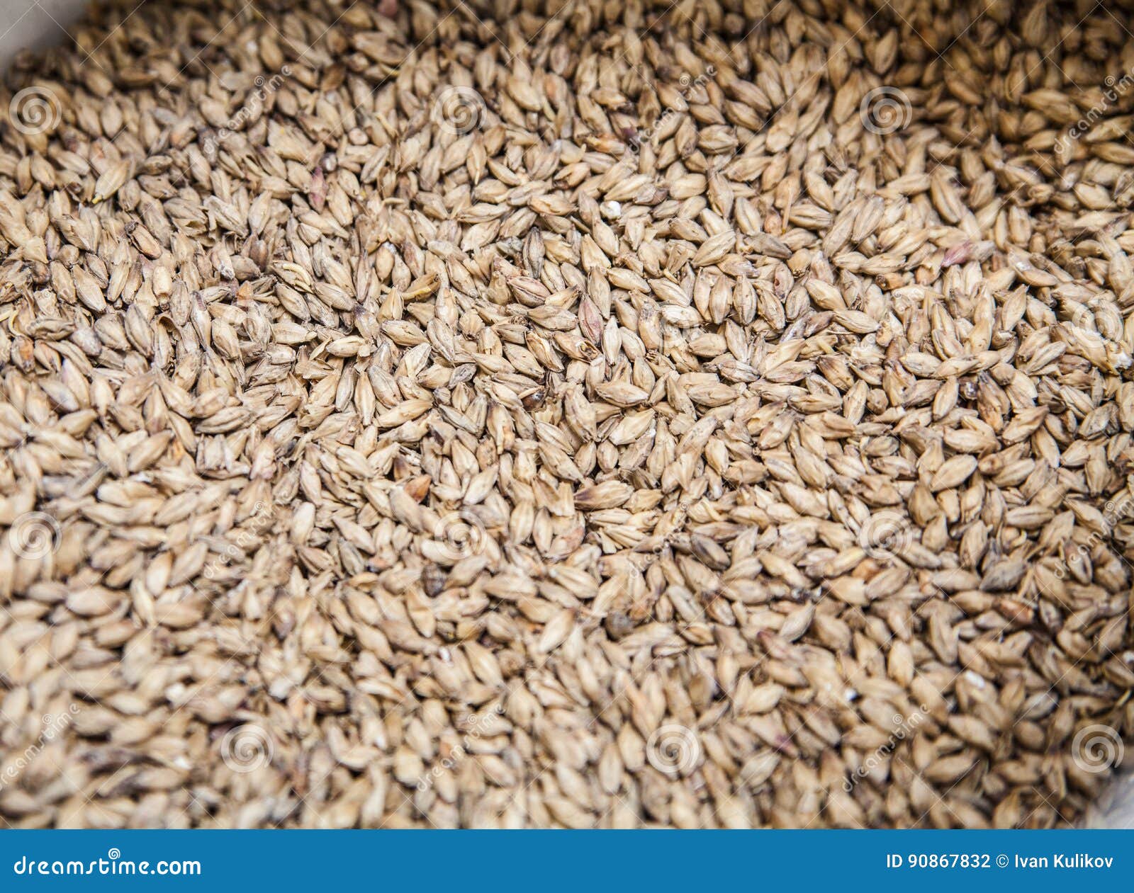 Malt Grains. Beer Production Stock Photo - Image of agriculture ...