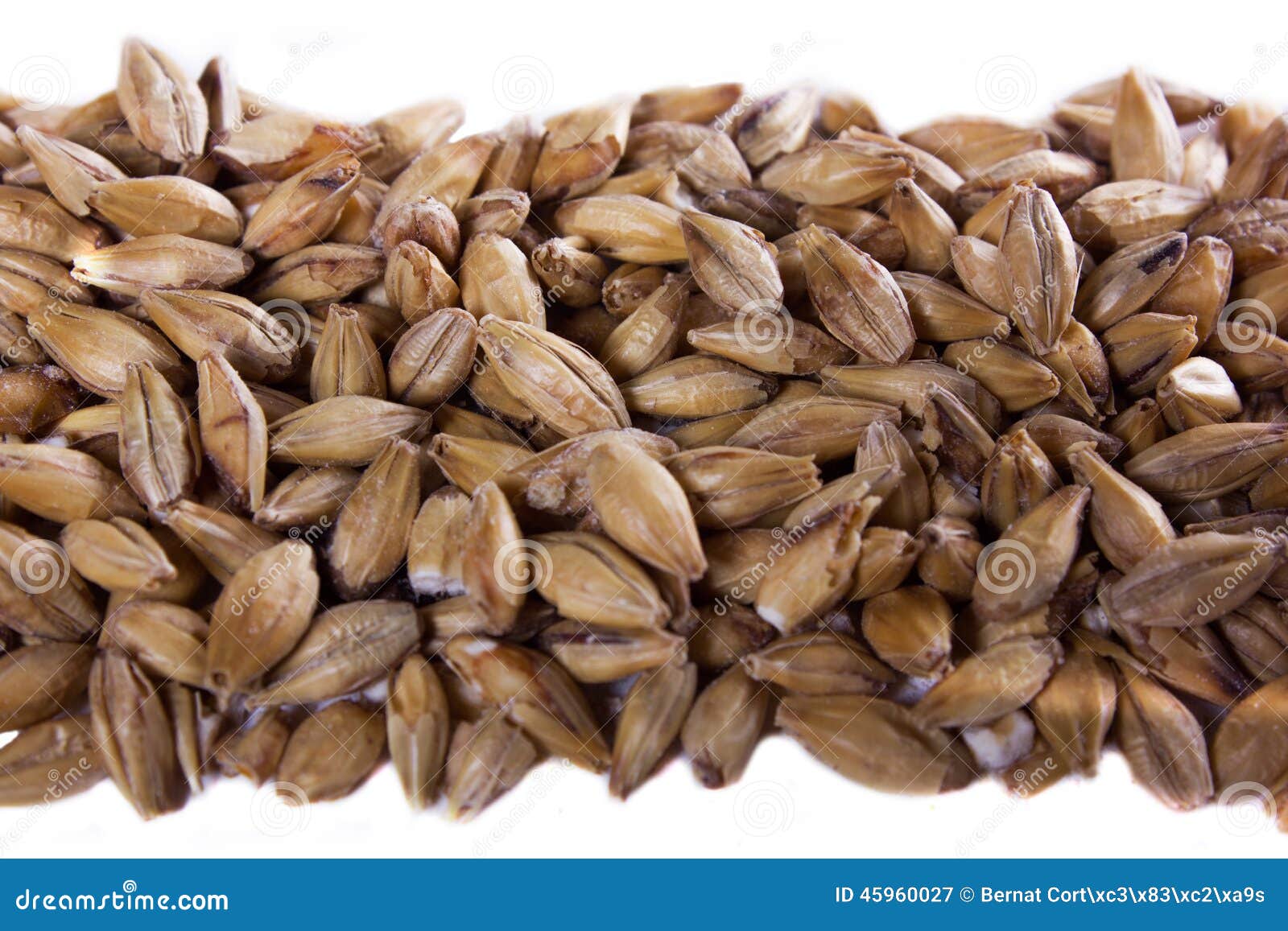 Malt grains stock image. Image of vegetation, grains - 45960027