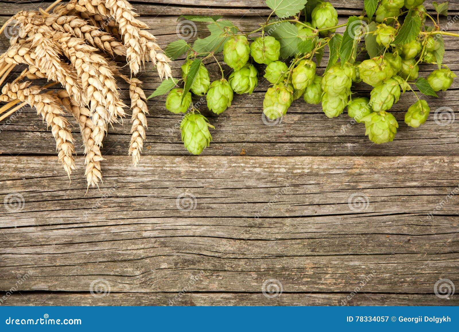 Malt and hops stock image. Image of alcohol, beer, wooden - 78334057