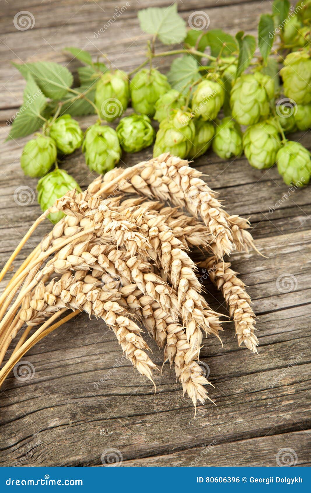 Malt and hops stock photo. Image of alcohol, malt, wood - 80606396