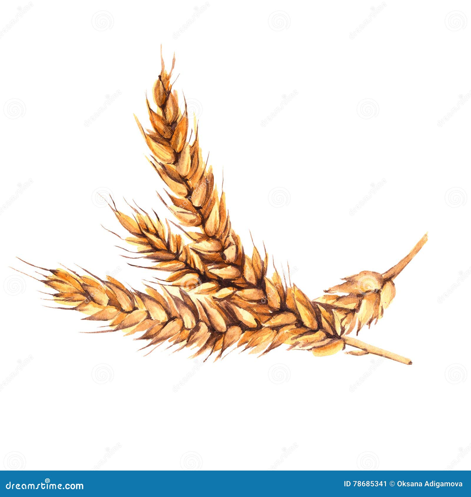 Malt. Isolated On A White Background. Watercolor Illustration ...