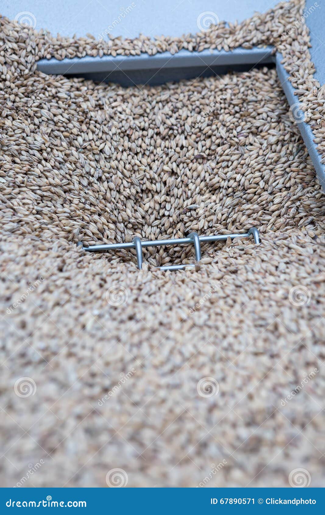 Malt seeds falling down stock image. Image of milled - 67890571
