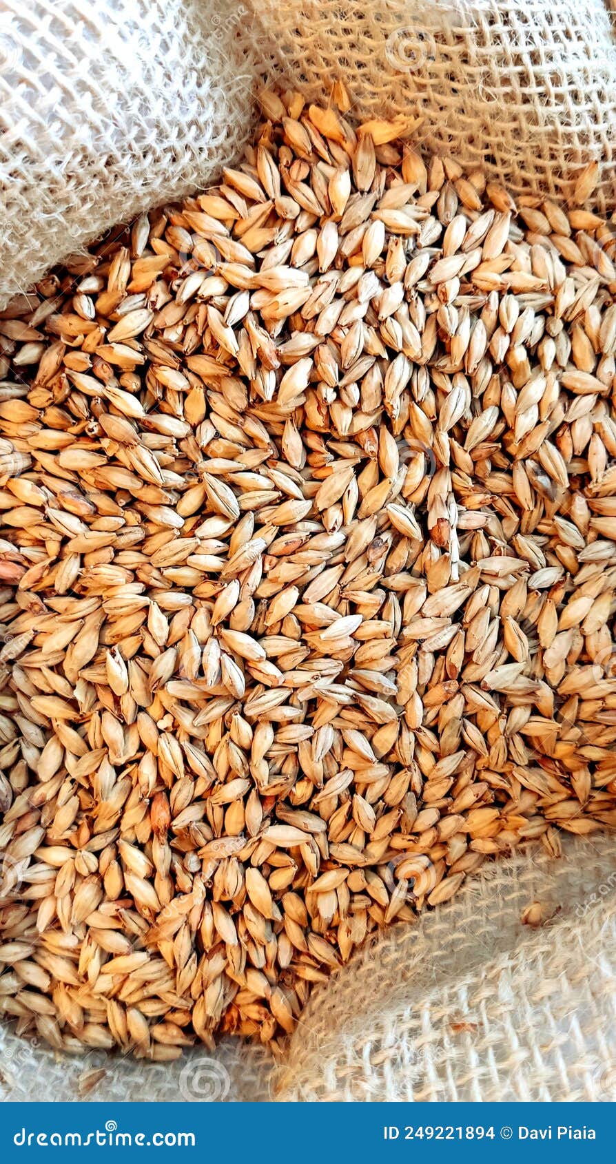 Malt texture for beer stock photo. Image of plant, food - 249221894