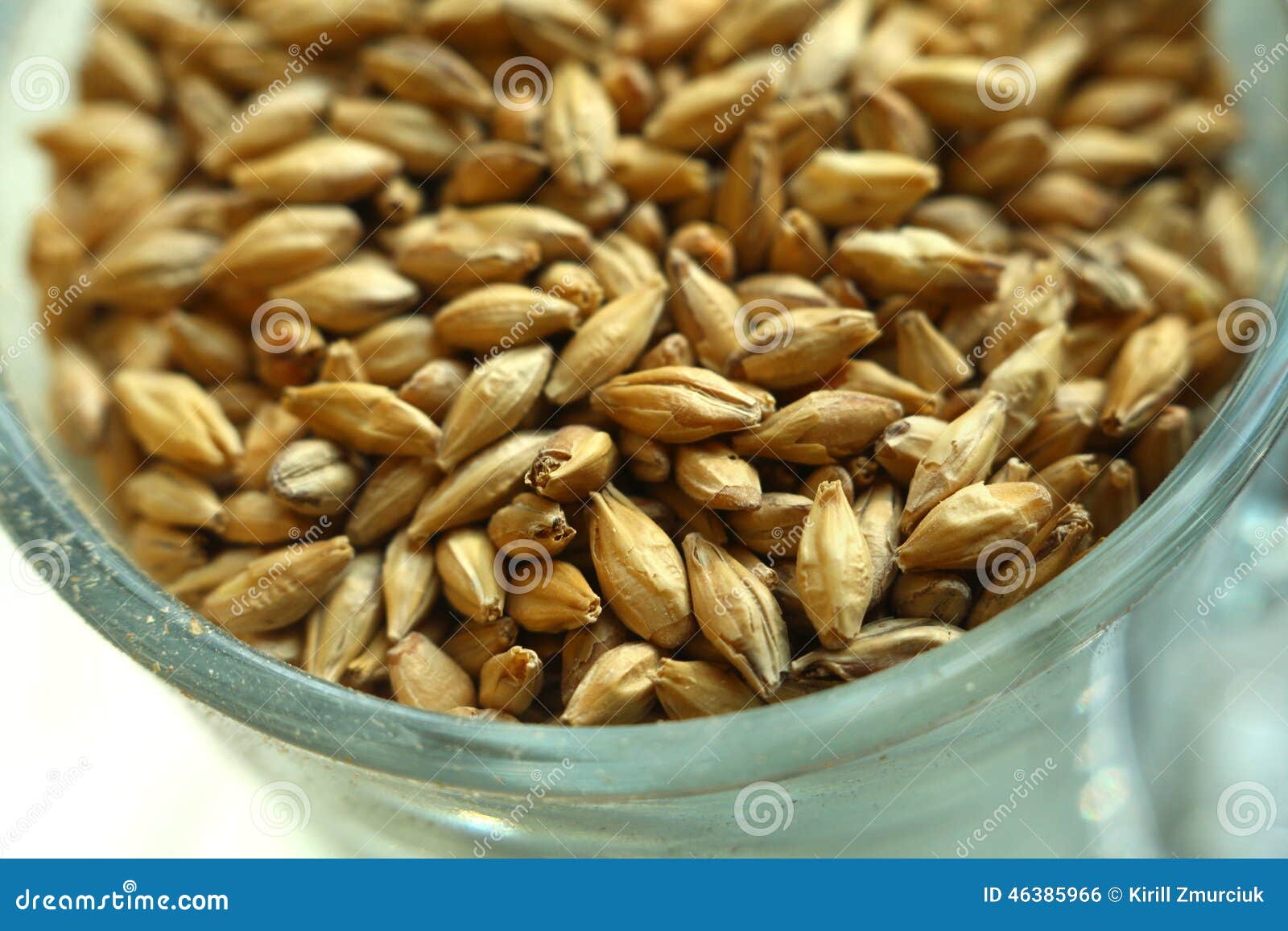 Malta de la cebada foto de archivo. Imagen de agricultura - 46385966