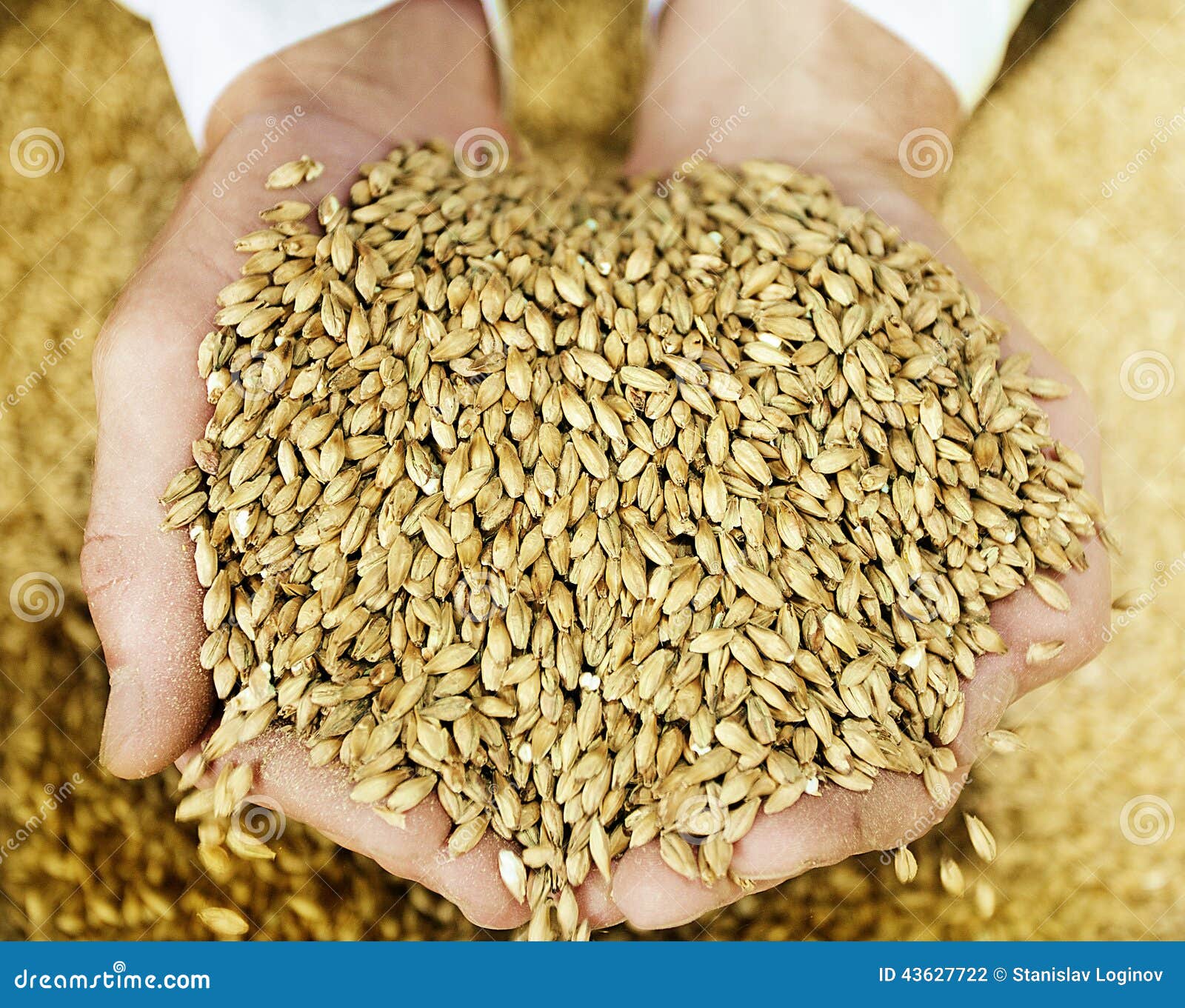 Malta de la cerveza foto de archivo. Imagen de mano, humano - 43627722