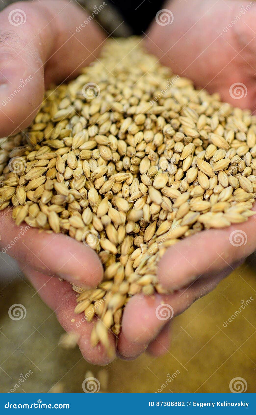 Malta Del Grano En Las Manos Masculinas Foto de archivo - Imagen de ...