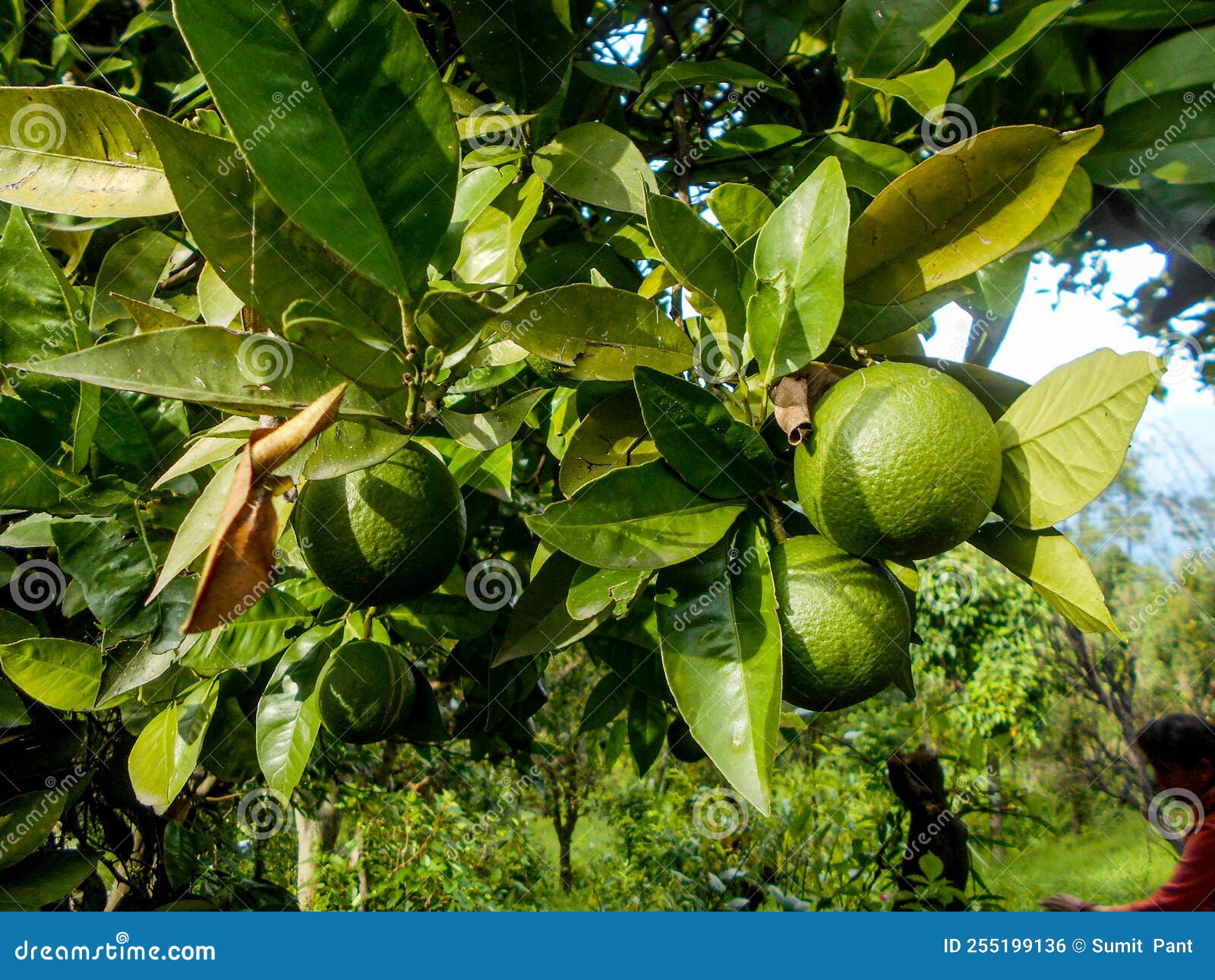 Malta green lemon stock photo. Image of flower, shrub - 255199136