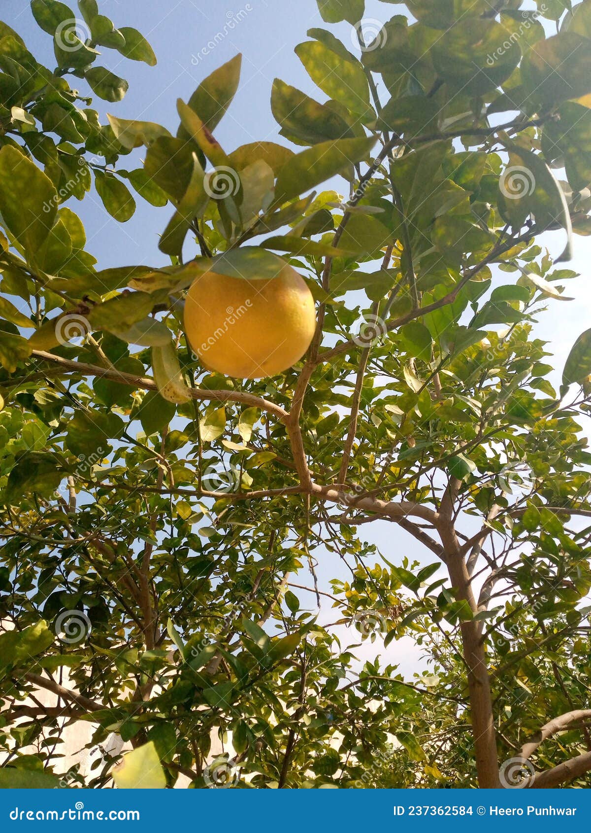 A malta orange tree stock photo. Image of office, personality - 237362584