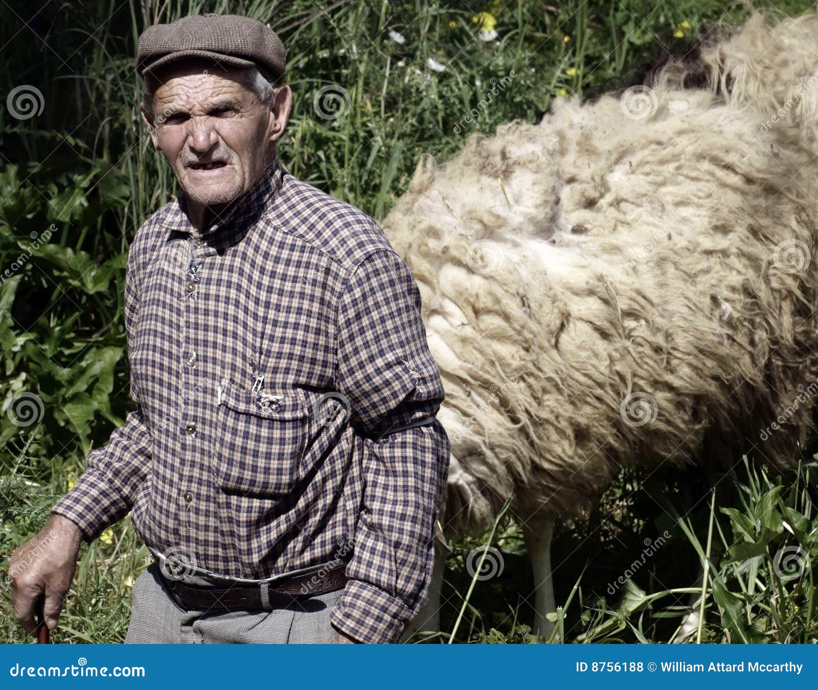 Malta Shepherd editorial stock photo. Image of mediterranean - 8756188