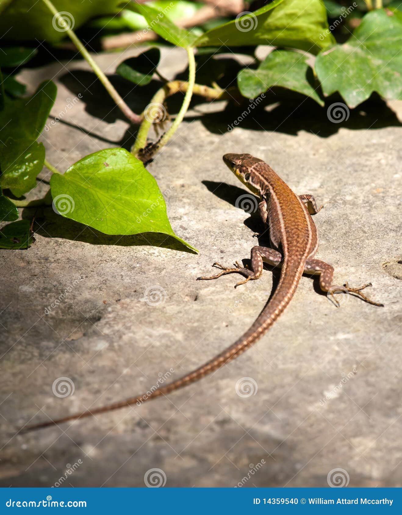 Malta Wall Lizard stock photo. Image of nature, creatire - 14359540
